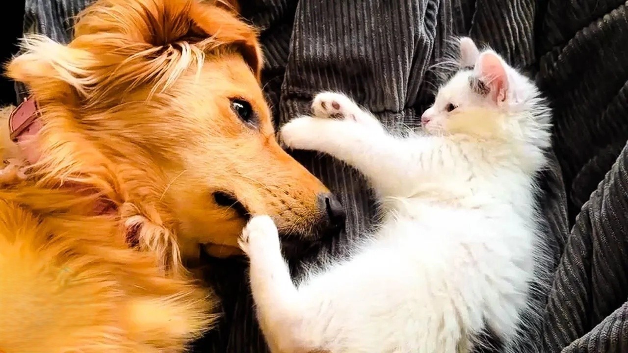 Kitten was just a foster - until the dog said "he's family"