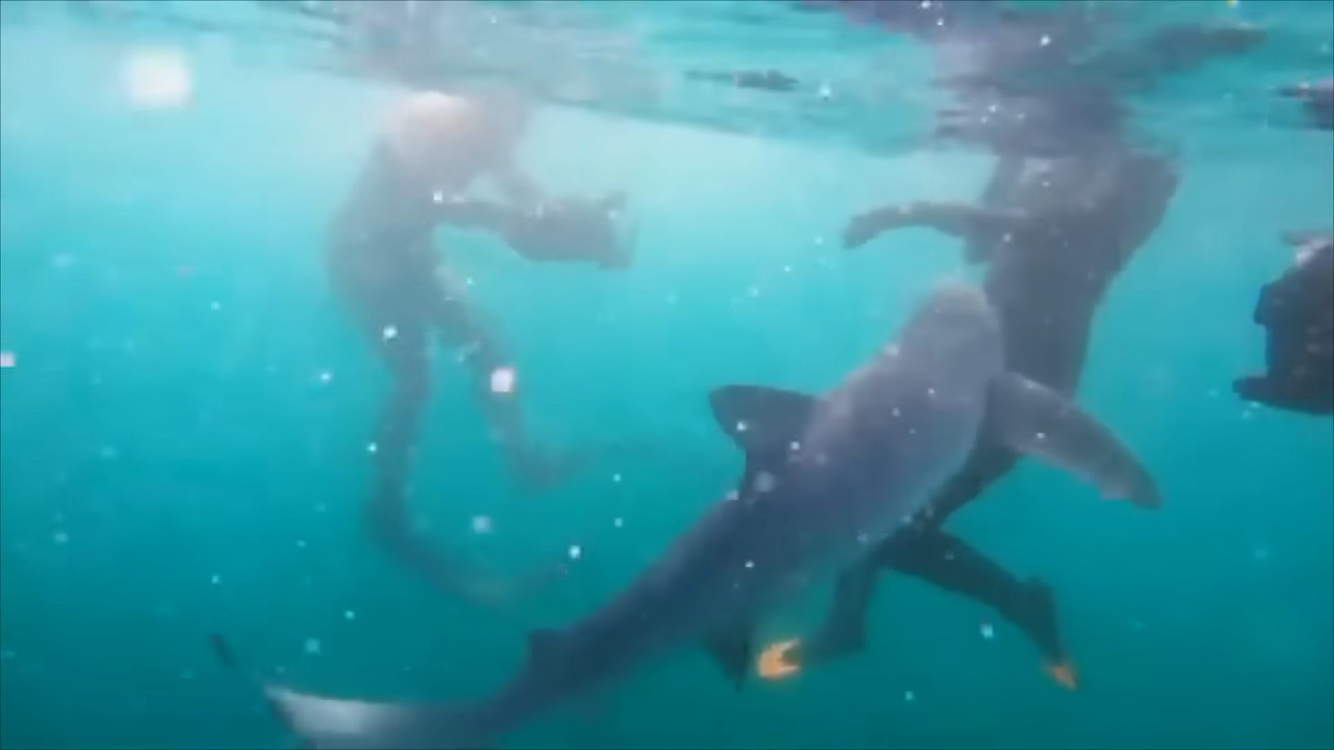 Britain’s first shark attack in 175 years – the truth