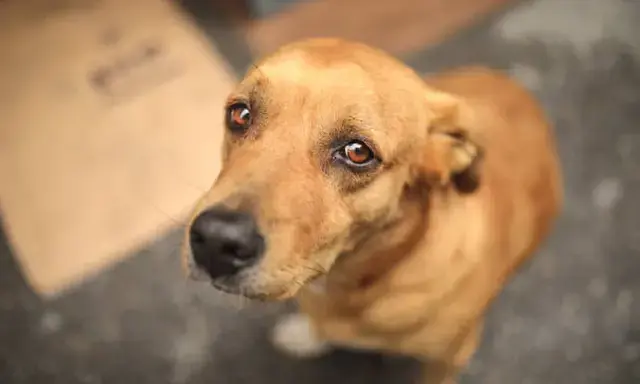 Karkala Municipal Council searches for land to build shelter to control ...