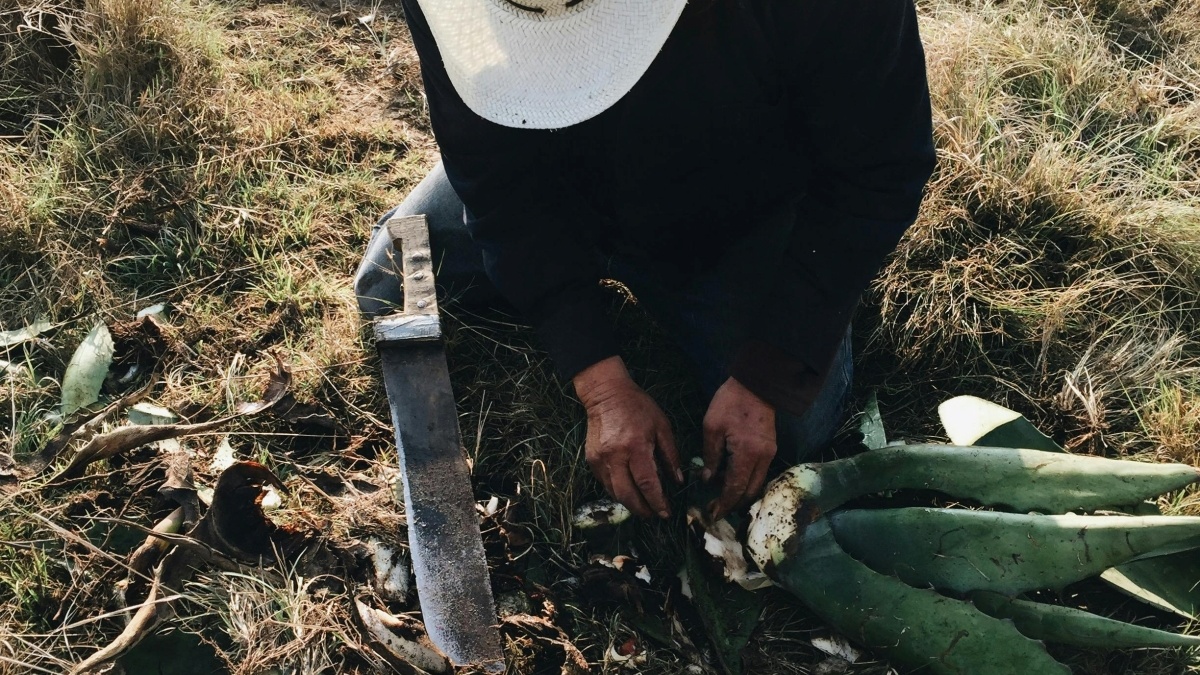 La ley machete en Ahome