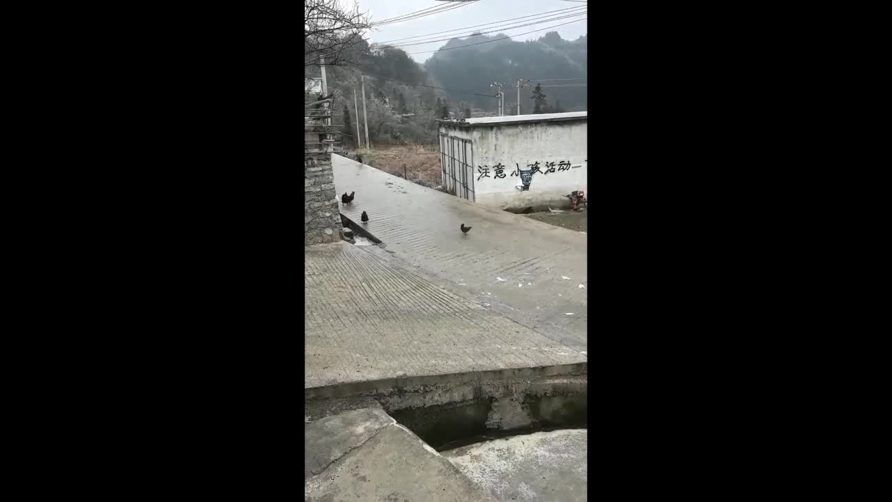Birds slip and slide on icy road as freezing weather hits southern China