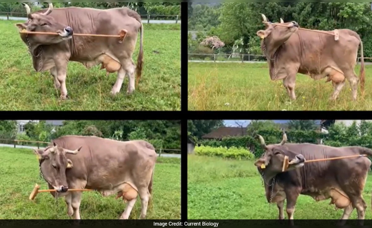 Meet Veronika, first cow in human history known to use tools