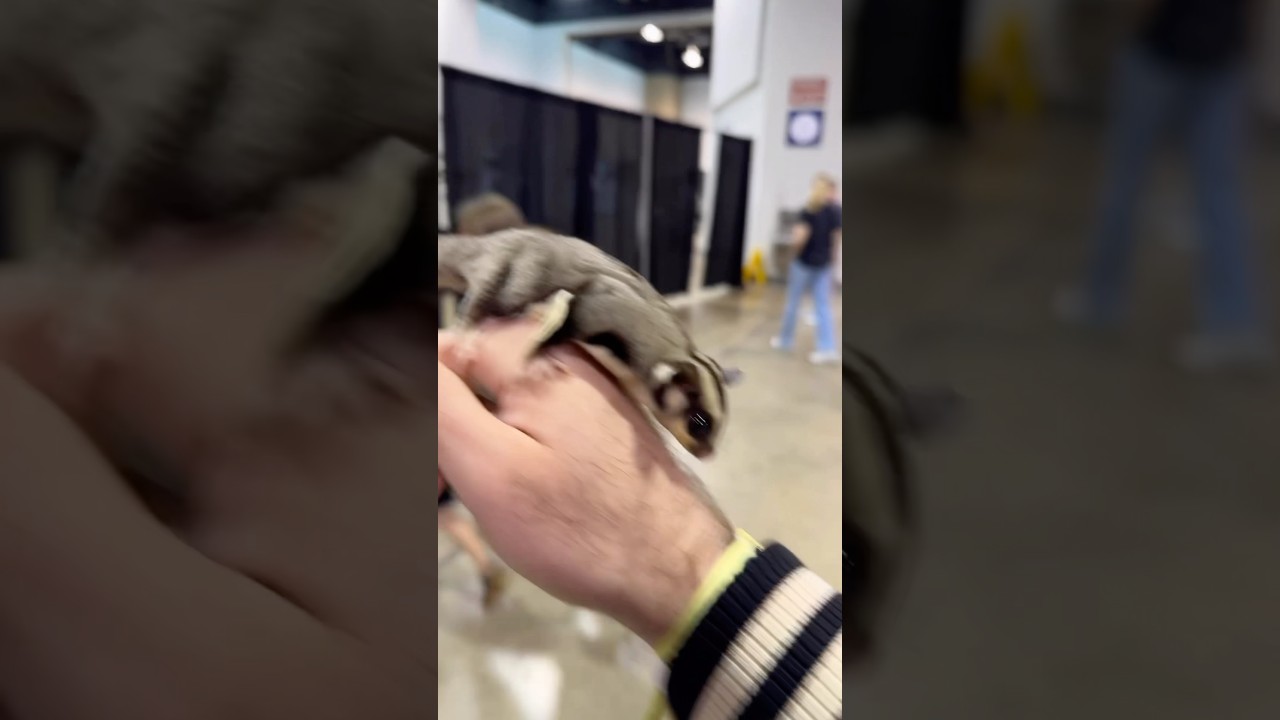 Trading my girlfriend for a sugar glider