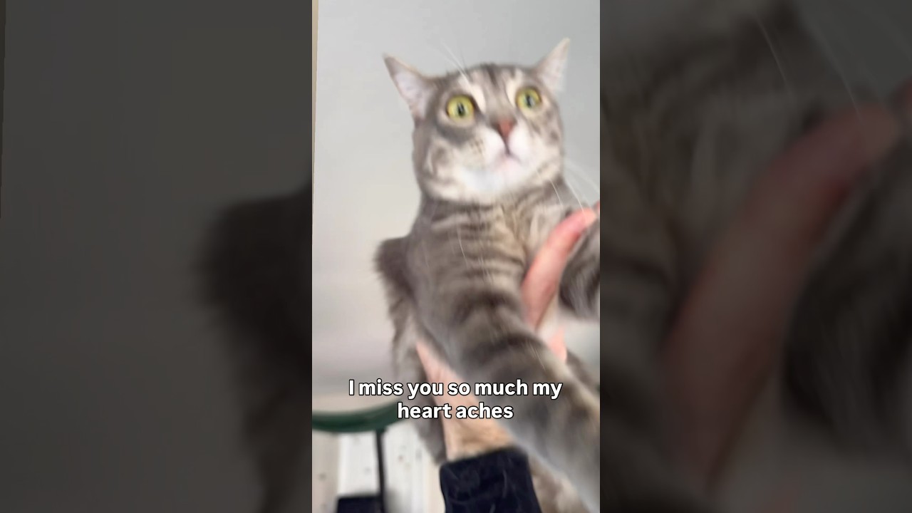 Cat shares important message from the bottom of his heart
