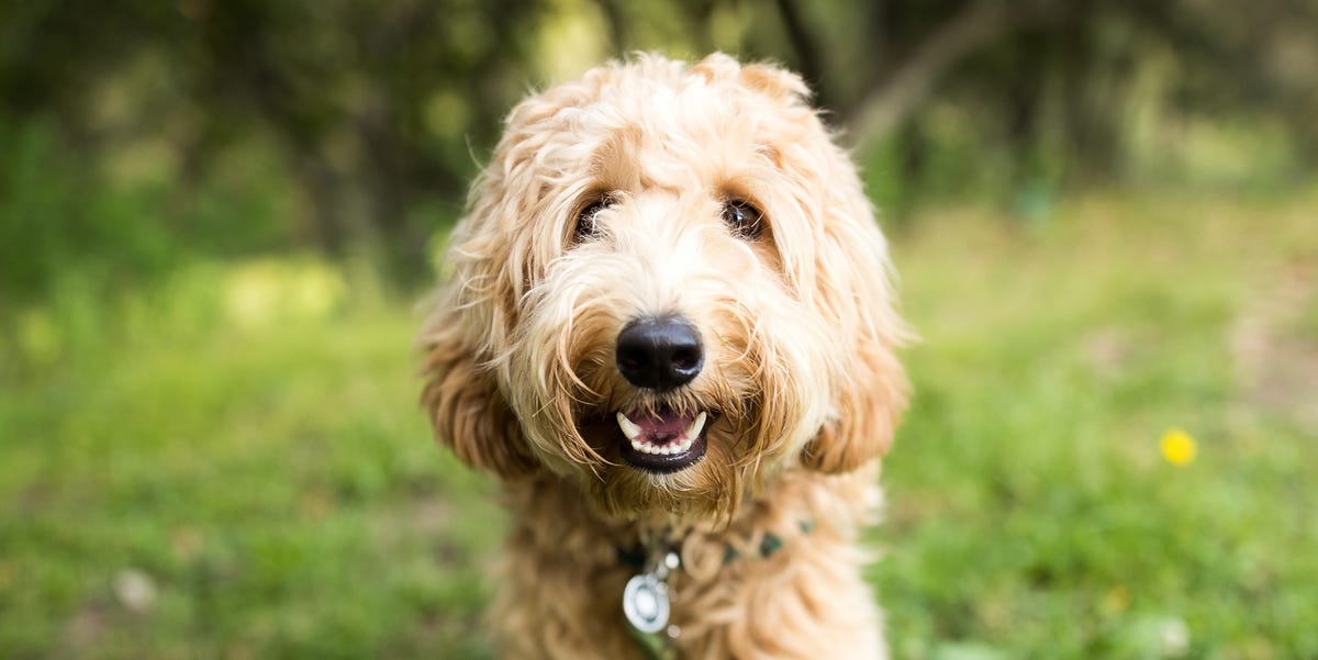 Everything you should know about doodle dogs