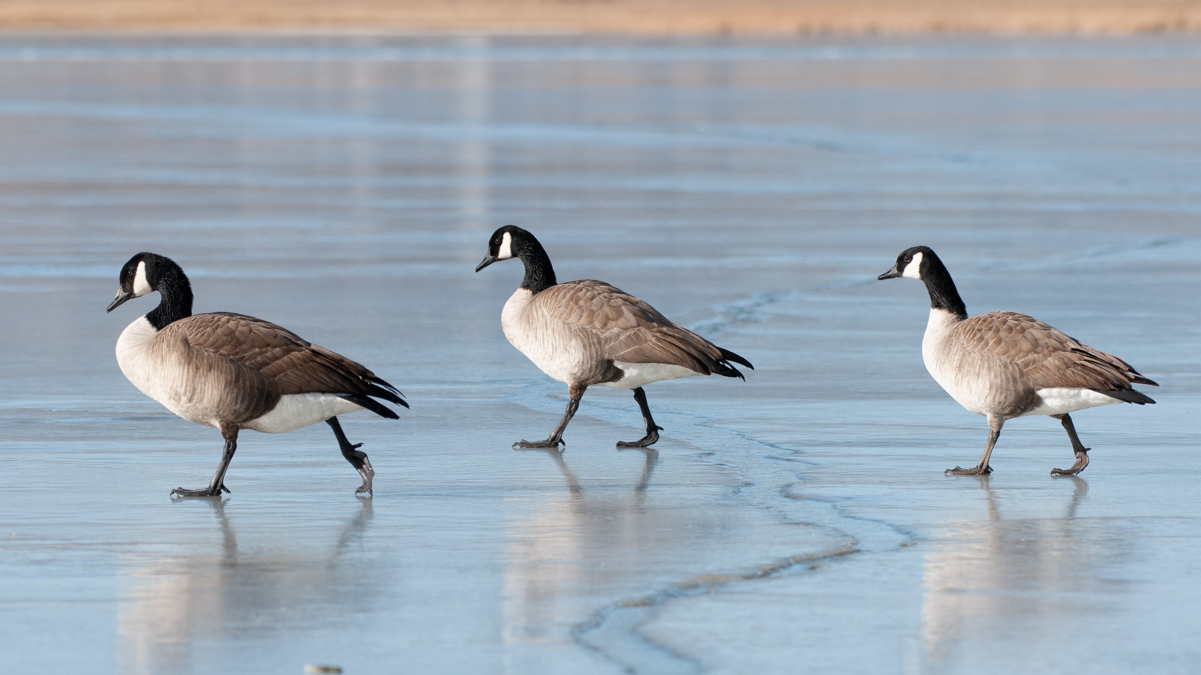 Zo zit dat: dit is waarom vogelpoten niet bevriezen op het ijs
