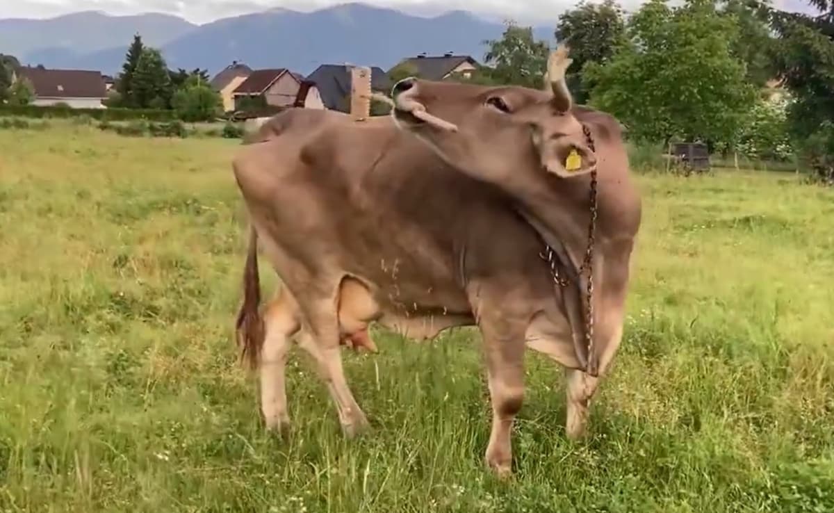 Video: A cow just used a tool. Meet itch-scratching Veronika