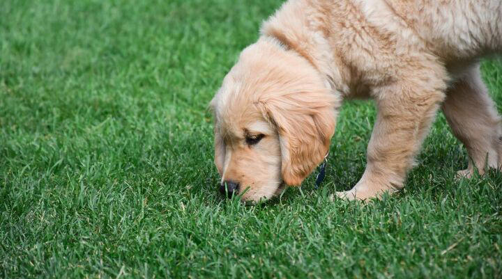 Why does my dog keep eating grass?