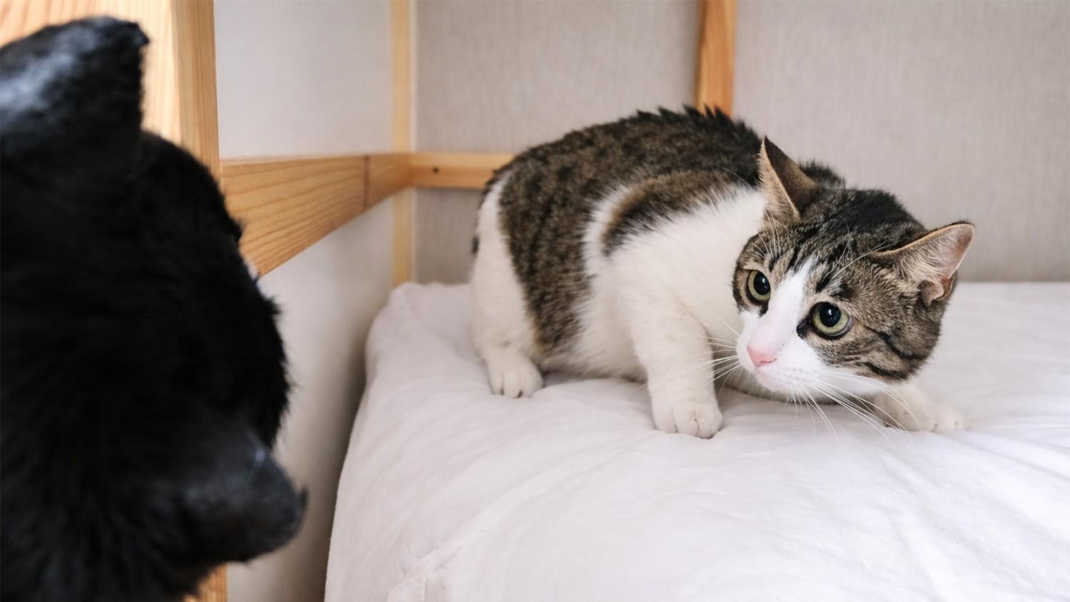 Why is that cat not blinking?