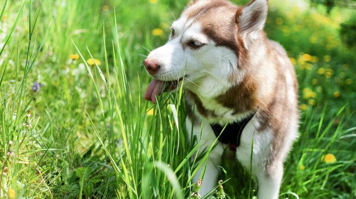 Why does my dog keep eating grass?