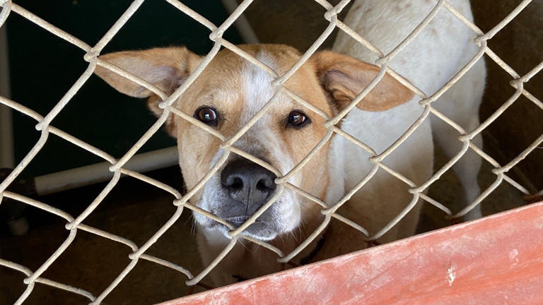 Austin Pets Alive! seeks foster homes for 75 dogs as cold weather ...