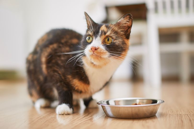 Cat owners warned of feeding habit that 'puts pressure on joints'