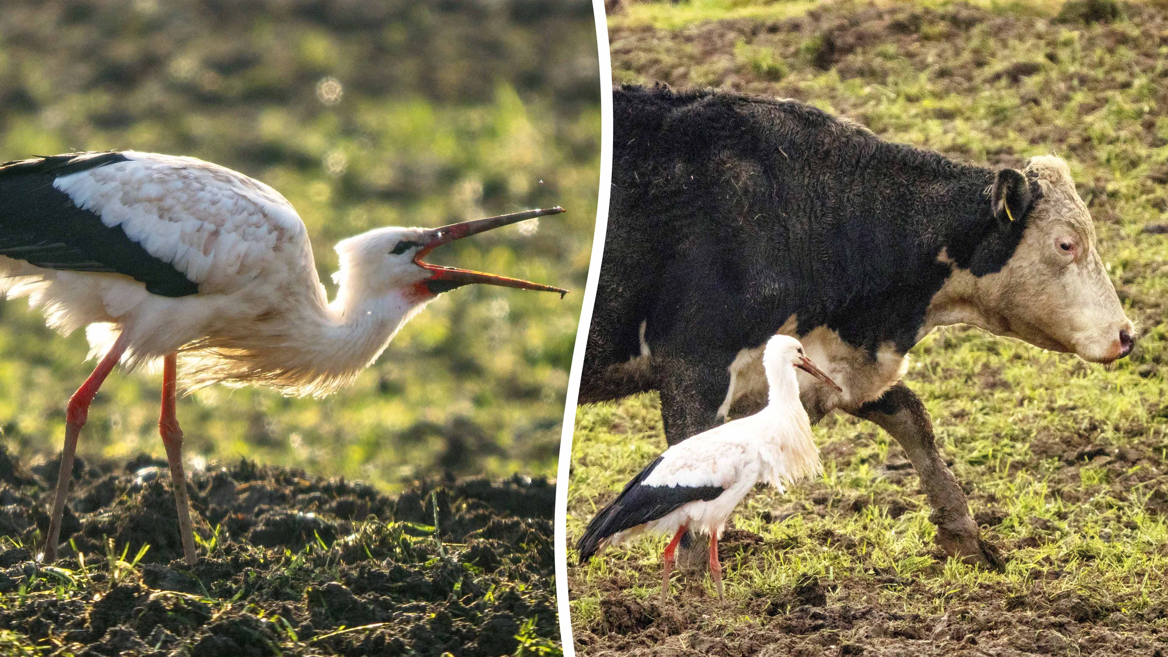 Rare white stork that vanished from Britain 600 years ago spotted in Wales