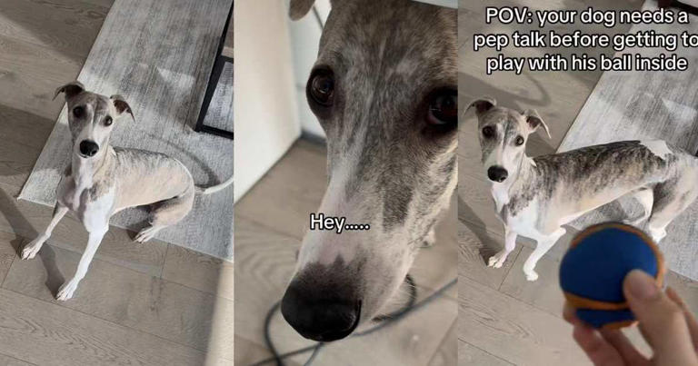 Video: Dog gets a pep talk about losing the ball - then does this ...