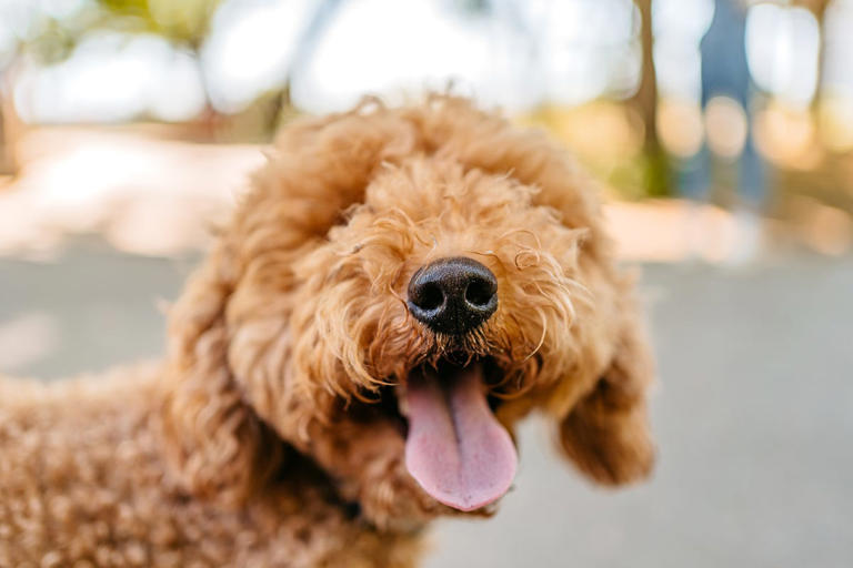 Everything you should know about doodle dogs
