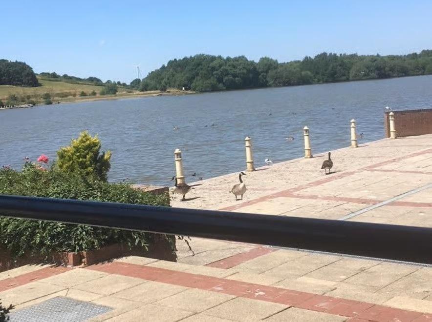 Dog walkers urged to be cautious after dead swans are discovered in ...