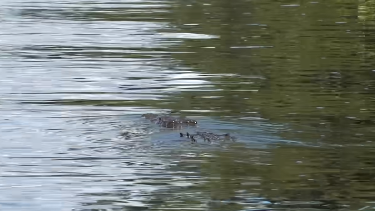 Big crocodile stalks us during Florida fishing