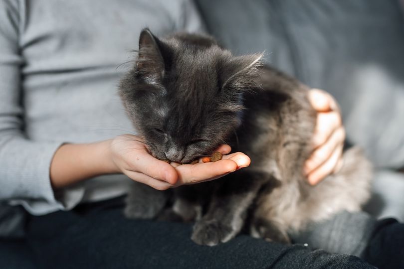 Cat owners should ditch feeding habit that puts pressure on joints