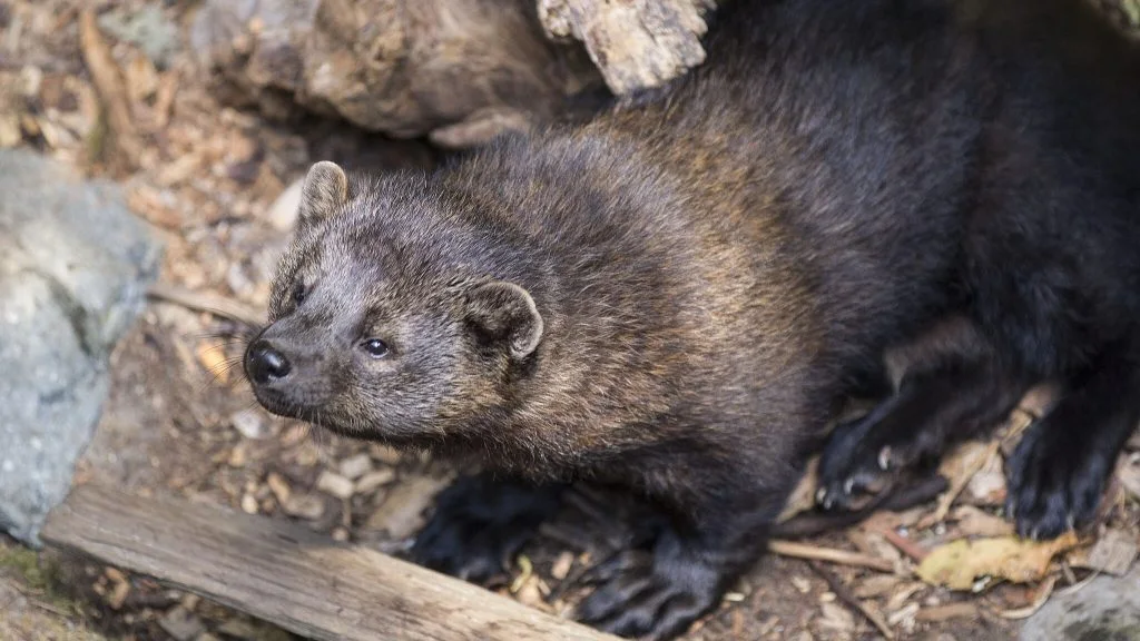 Long-lost animal reappears after more than a century