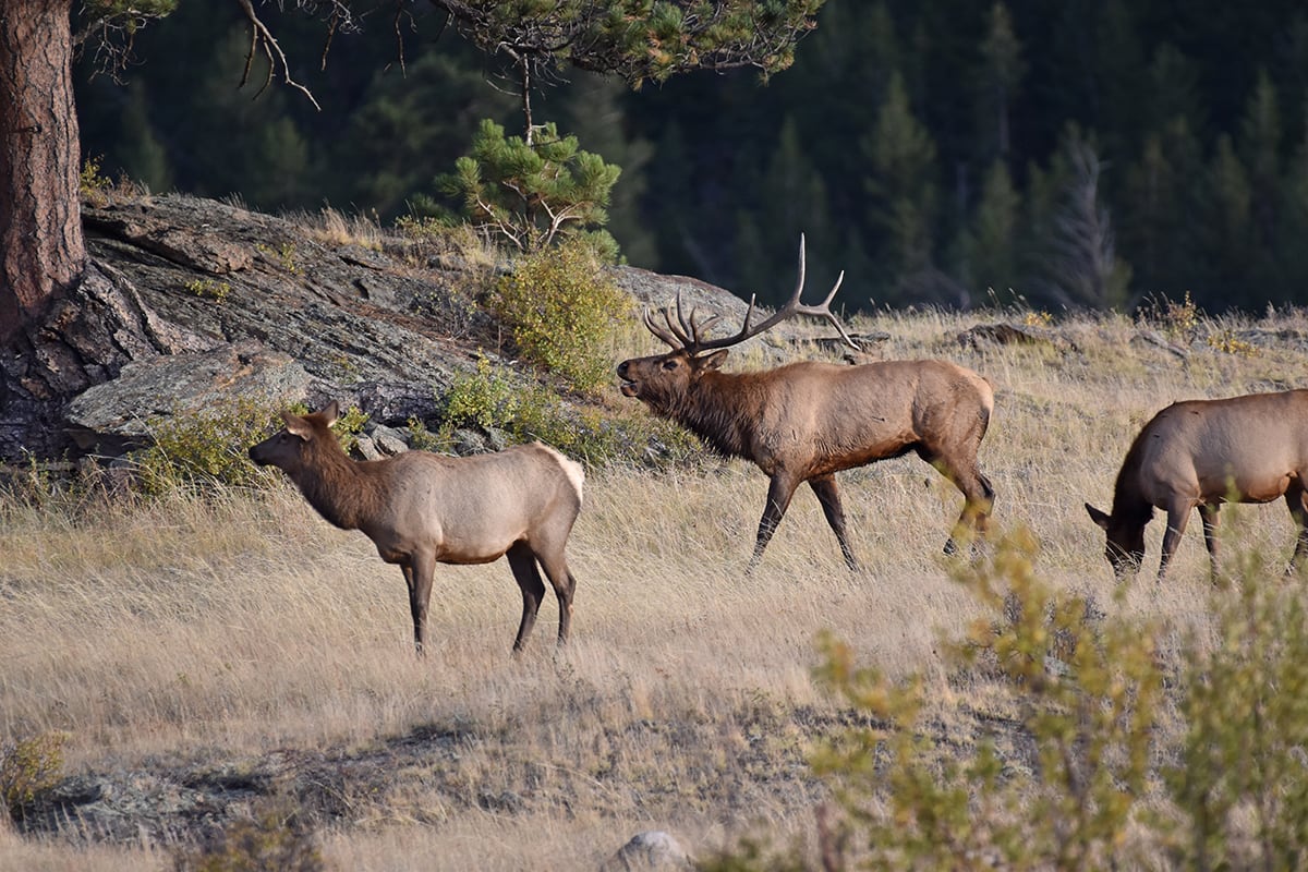 Michigan elk season ends with 153 harvested