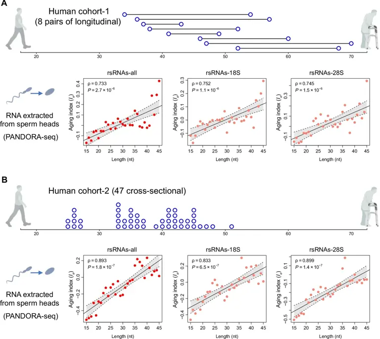 Human sperm RNA changes with age, study finds
