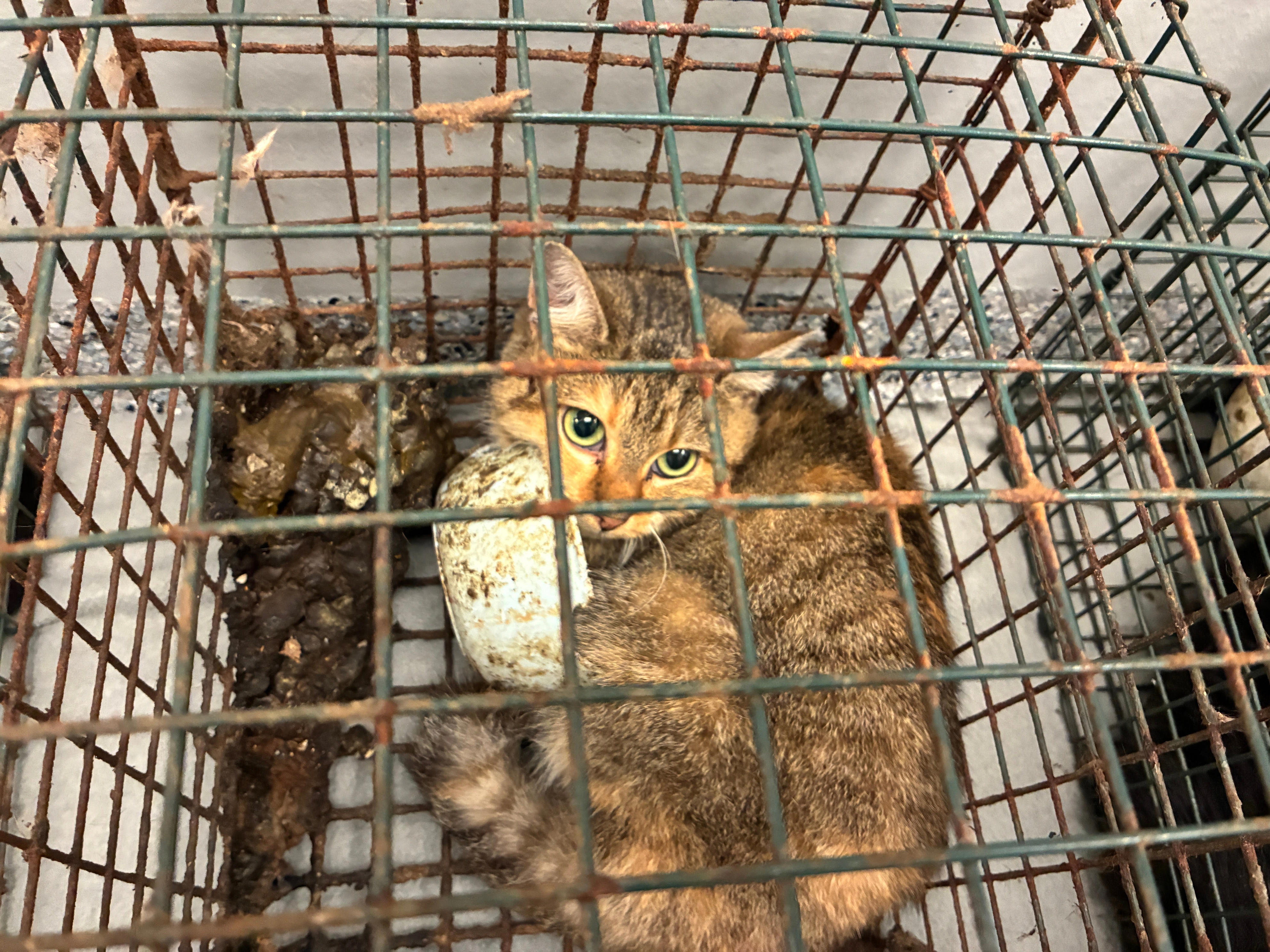 Cats, dog living amid feces, death rescued in Ohio. 1 arrested