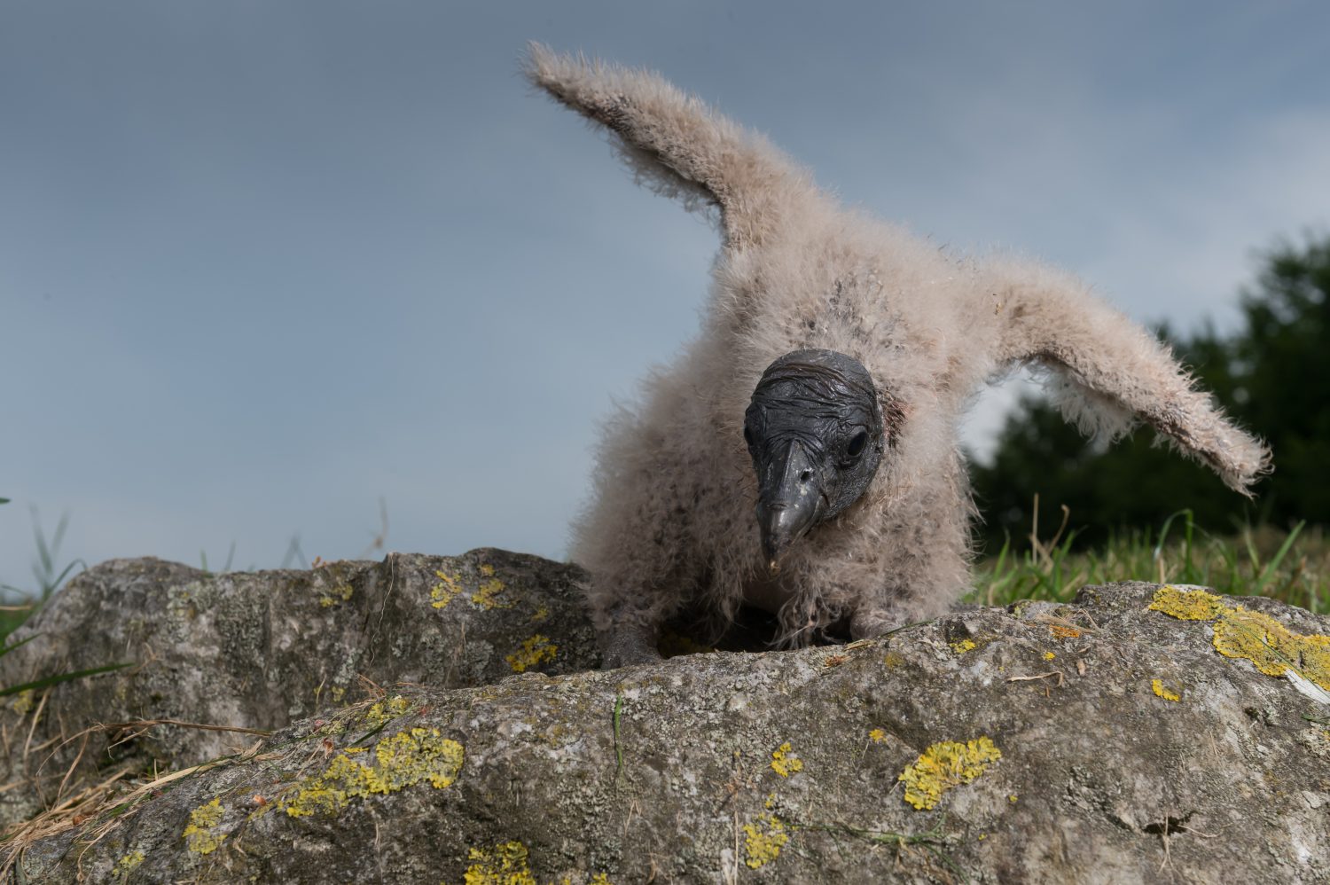Why the birth of three Andean condors represents a second chance for ...