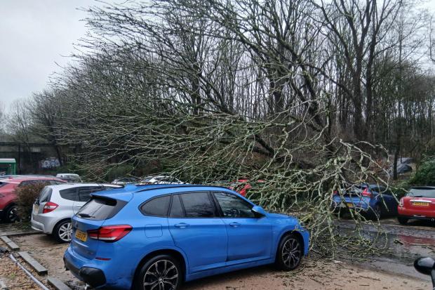 Photos show trio of cars trapped after tree falls in park and ride car park