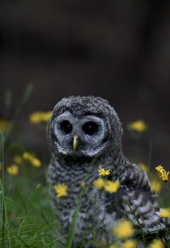 Baby Buttercup barred owl exploring the world | Adorable nature moment