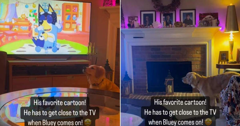 Video: Golden retriever is a little too invested in his favorite ...