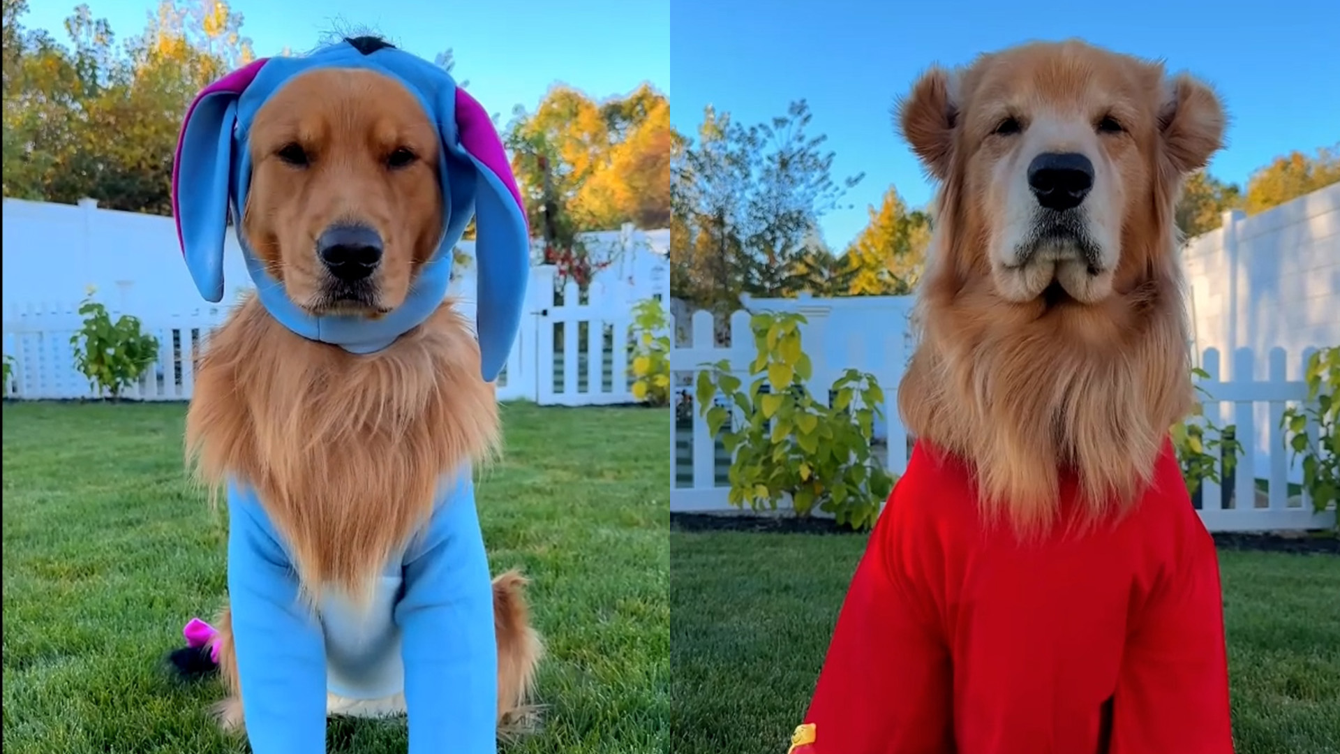 These golden retrievers did not approve this