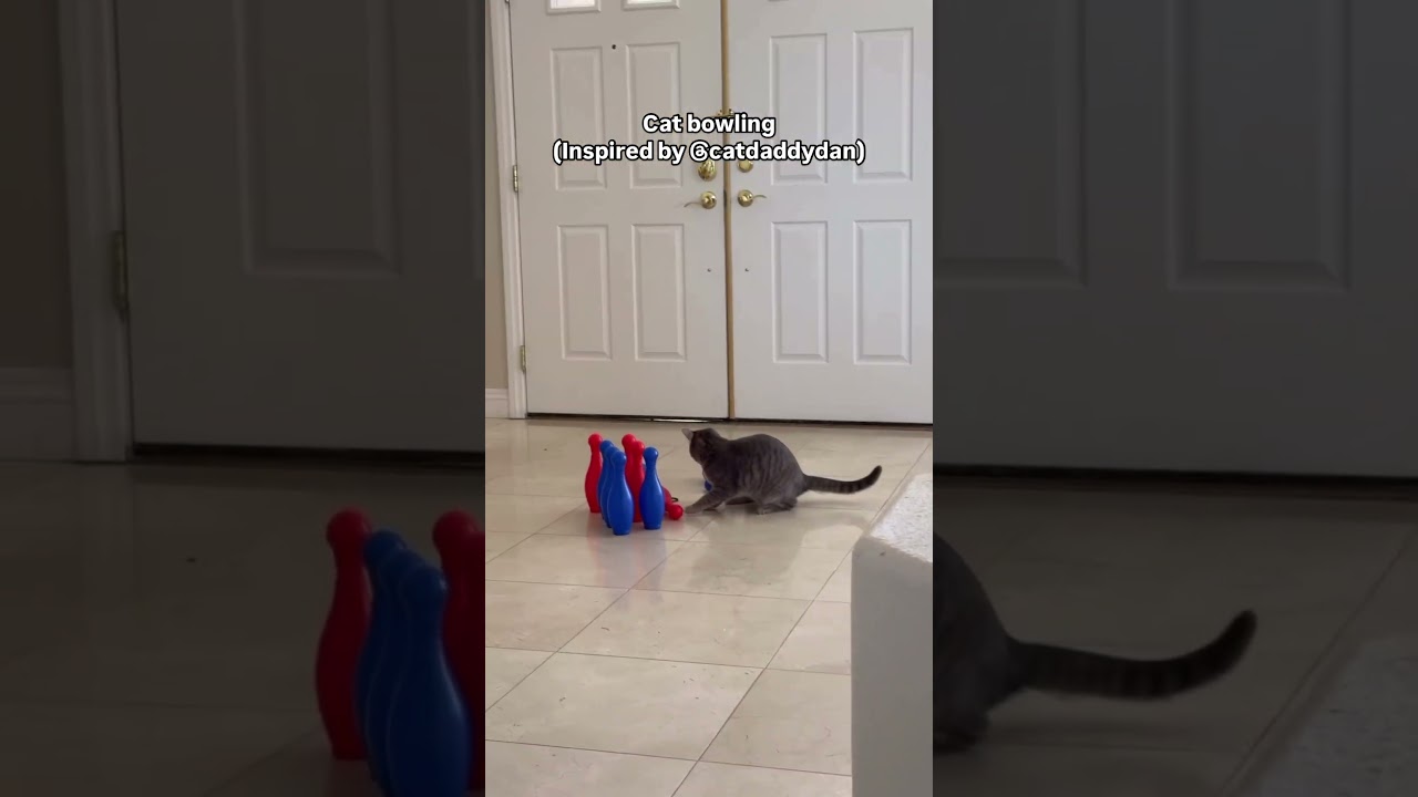 When your cat is better at game night than you