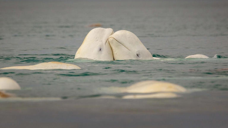 Beluga whales don't believe in monogamy. They keep swapping partners