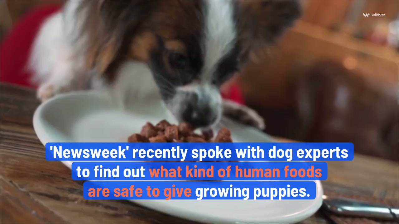 What human food you should and shouldn't feed your puppy