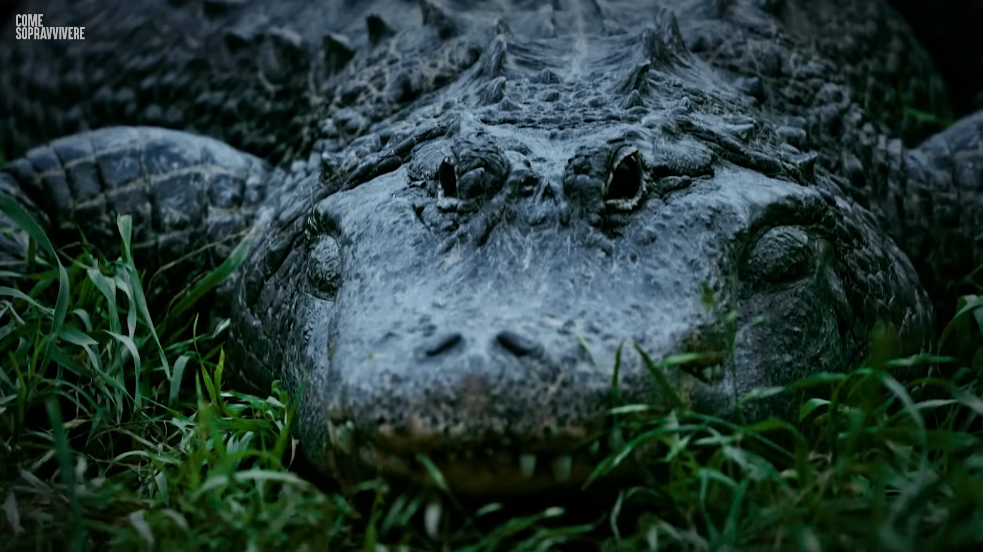 Quando il coccodrillo trascinò Cindy sott’acqua - Il morso da 3700 PSI ...