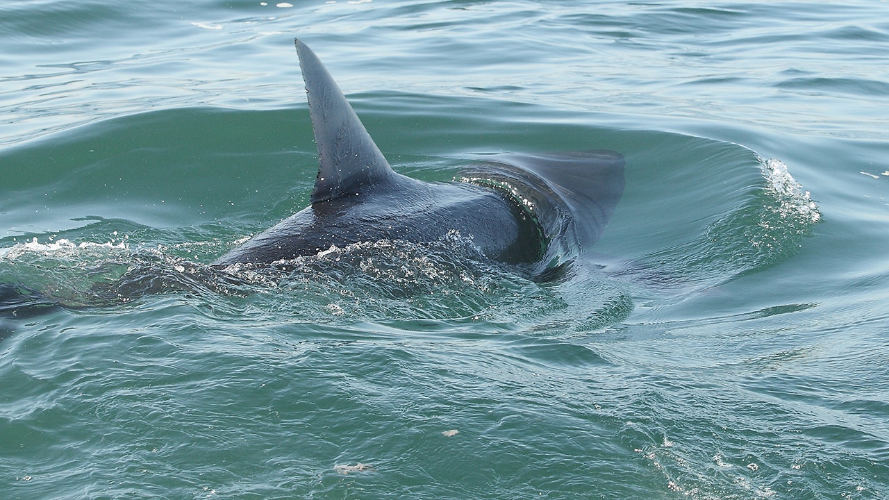 Massive great white shark returns to Florida waters after epic year ...