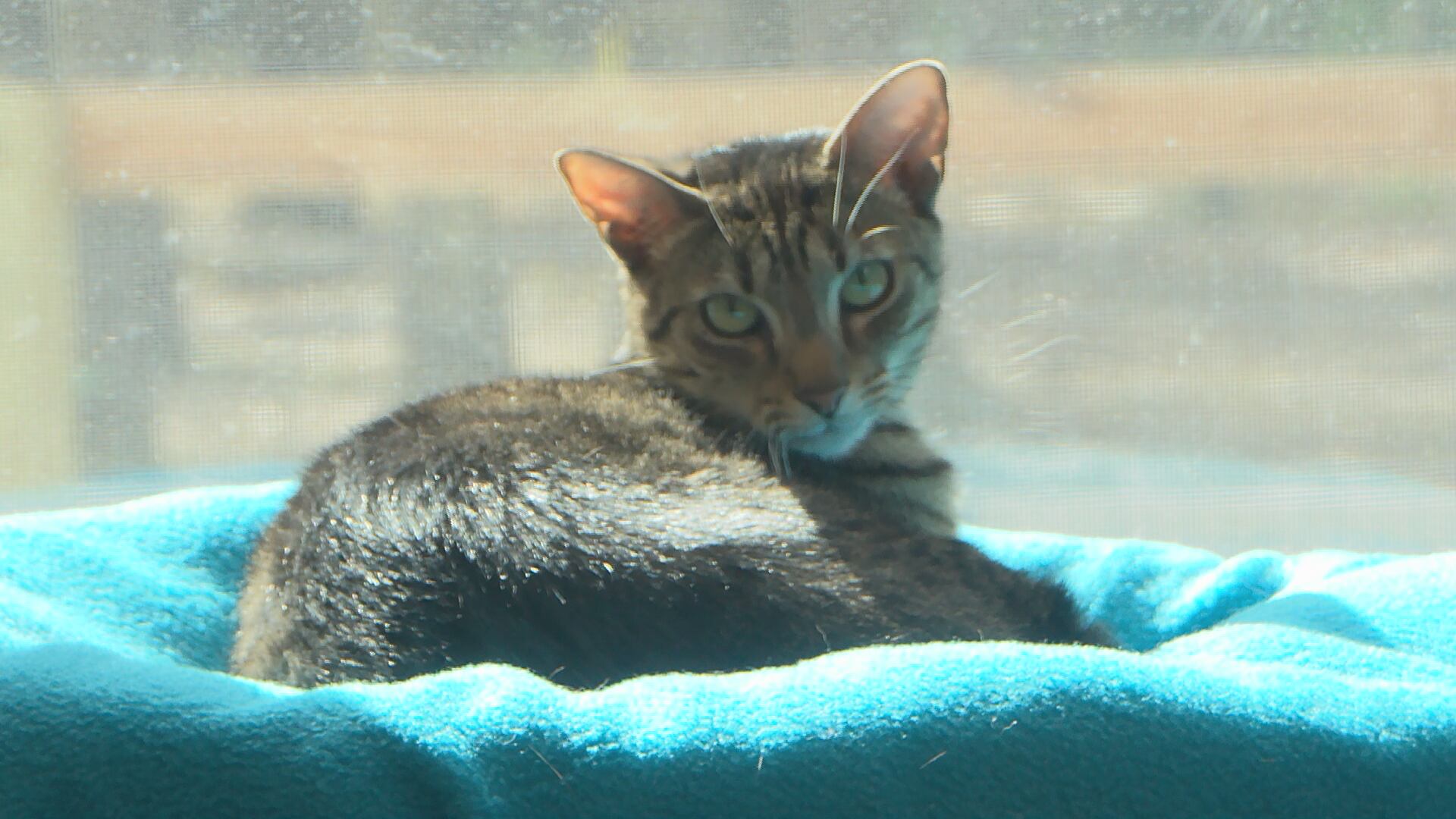 New cattery opens at Hallie Hill Animal Sanctuary, just in time for ...