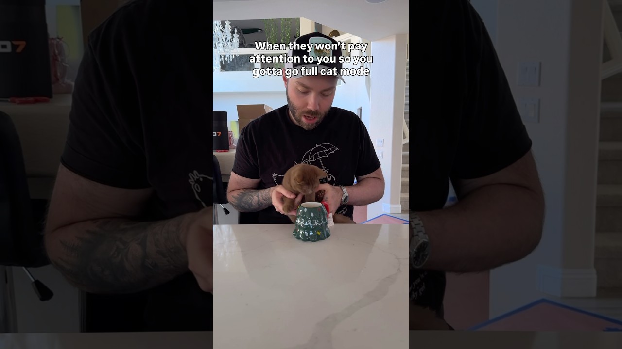 Furry chaos erupts while I go full feline for attention