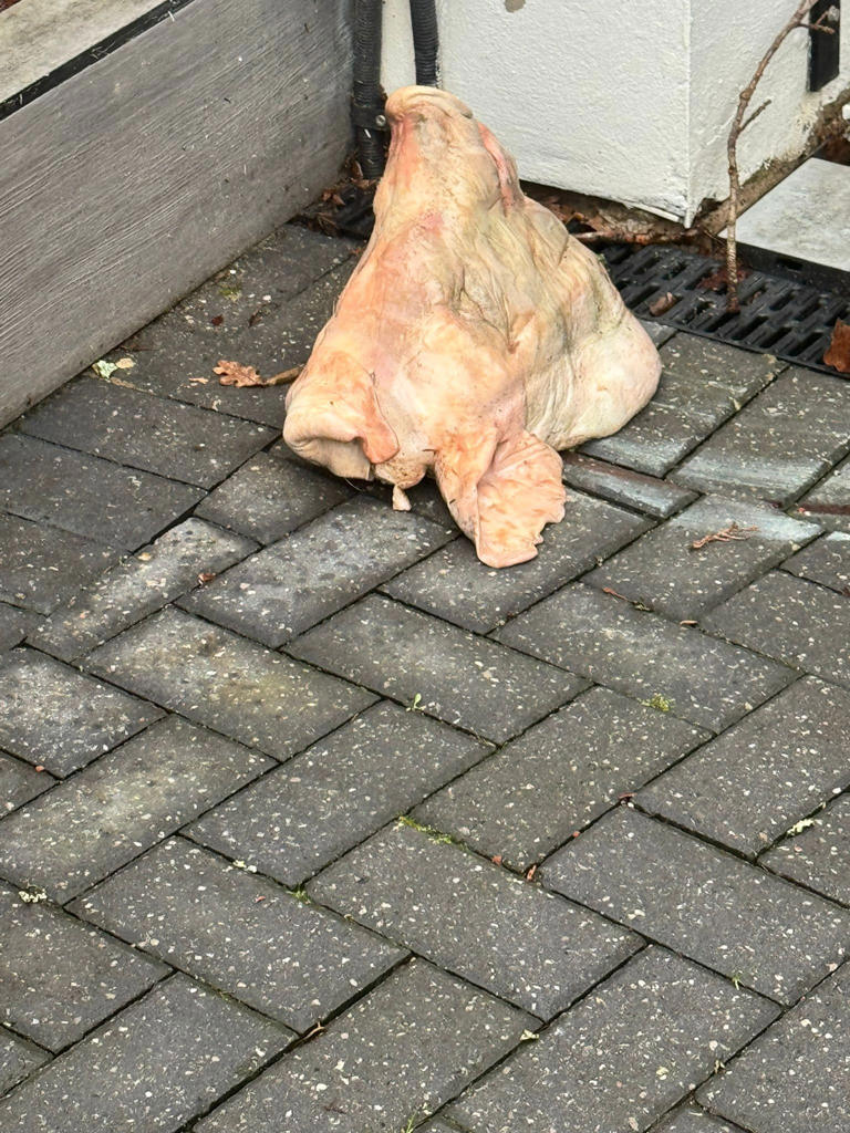 'My wife was shaking and crying': Pig's head mounted on gates of Muslim ...