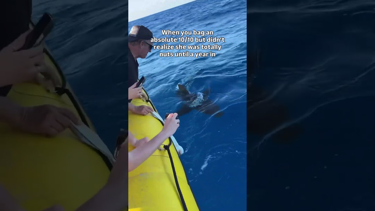 You can't pet a shark like a puppy