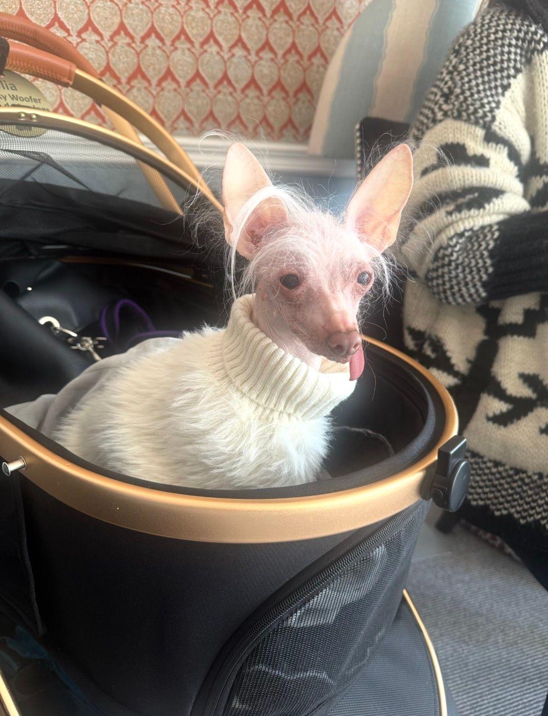 From 'Ugly' Peterborough rescue to Netflix star: Mia the Chinese ...