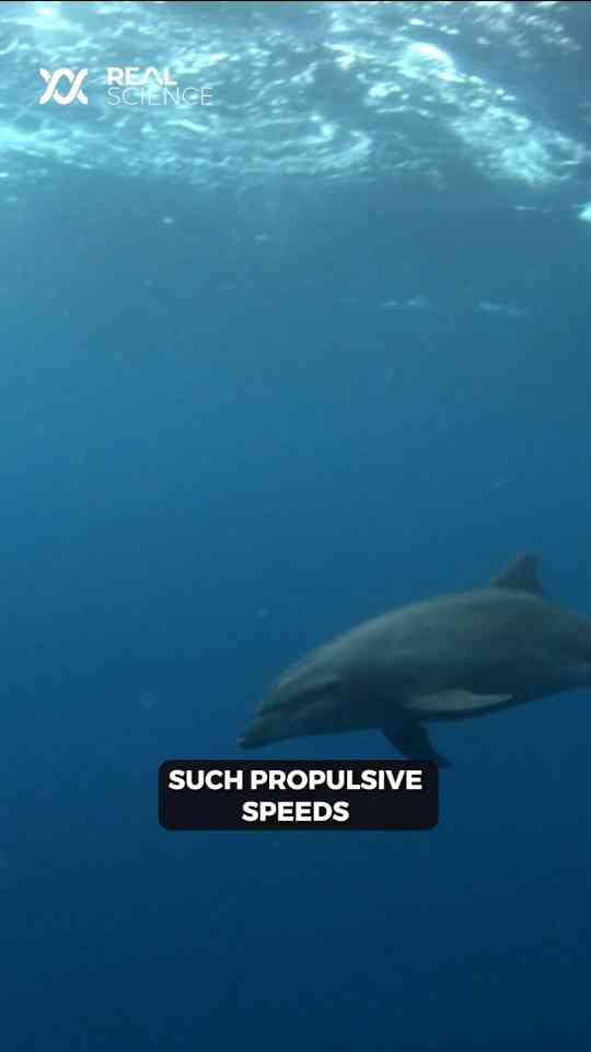 How do narwhals dive all the way to the ocean midnight zone?