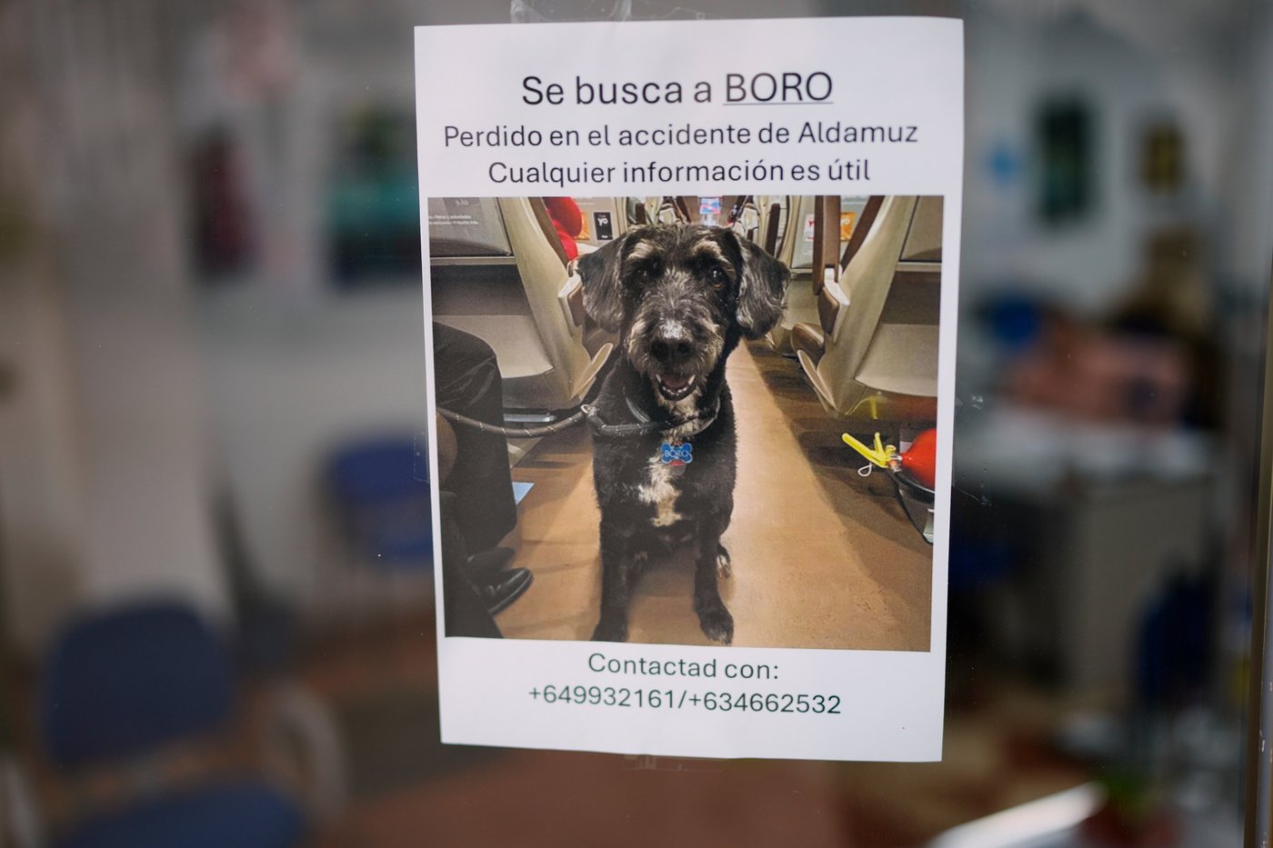 Social media mobilize to find Boro, a dog who survived Spain's train crash