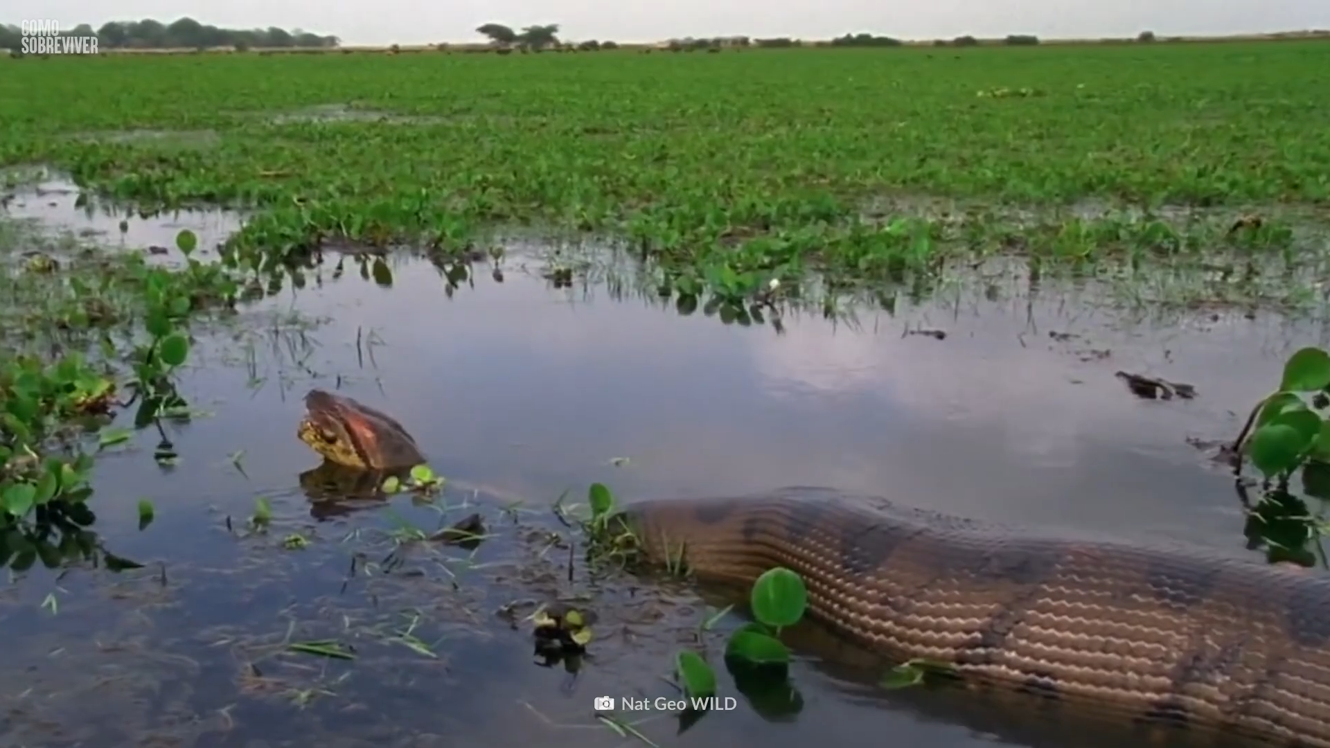 As cobras mais mortais que já andaram pela Terra
