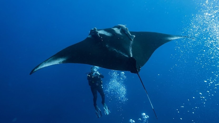 This manta ray officially does not exist