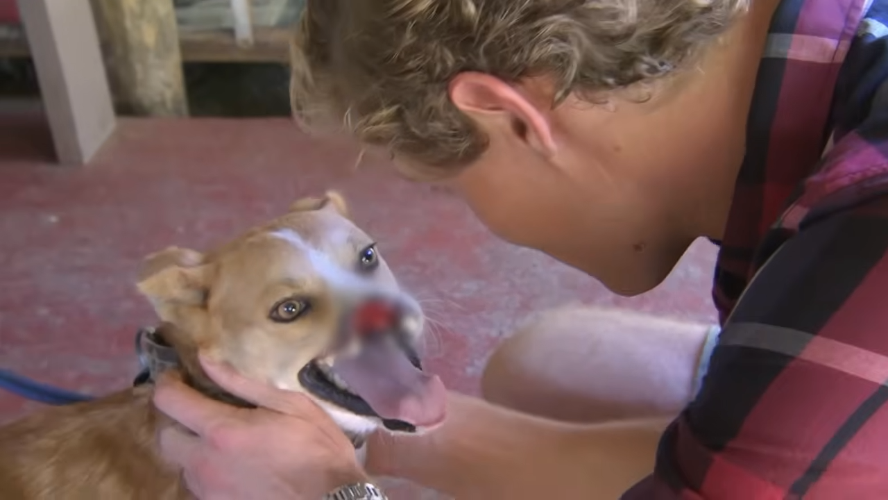 What happens when a dog loses her nose and still runs up for cuddles