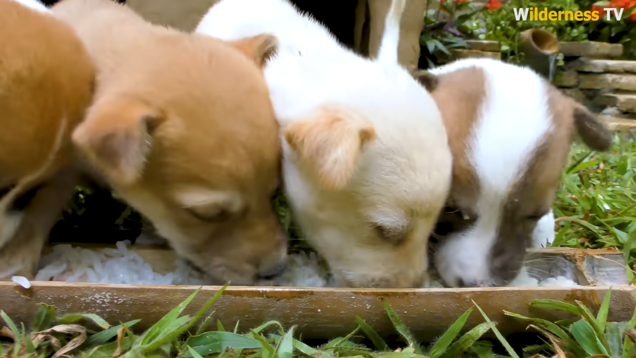 The dogs were weak and forgotten, then we tried to change that