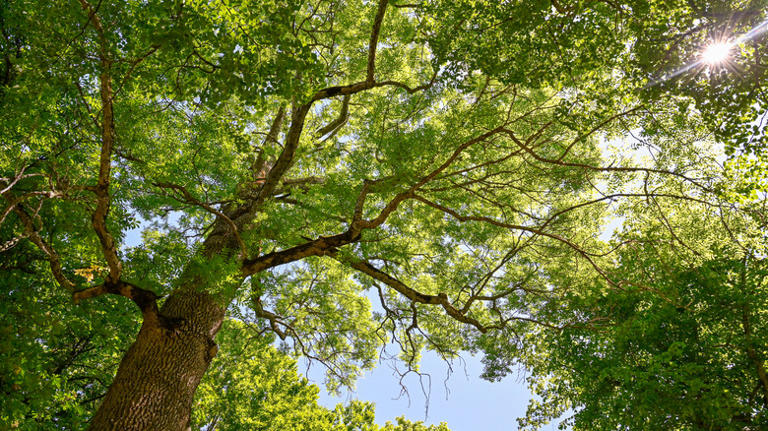 Scientists are releasing wasps into US forests — here's why