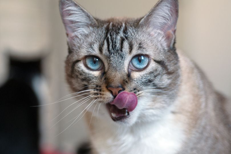 Cats Protection warns 'surprisingly easy' mistake puts pressure on your ...