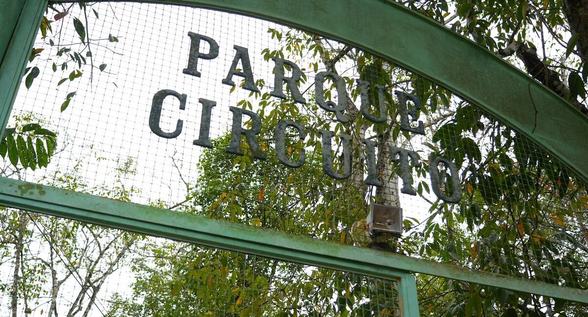 Presença de animais silvestres em Porto Velho indica preservação, mas ...